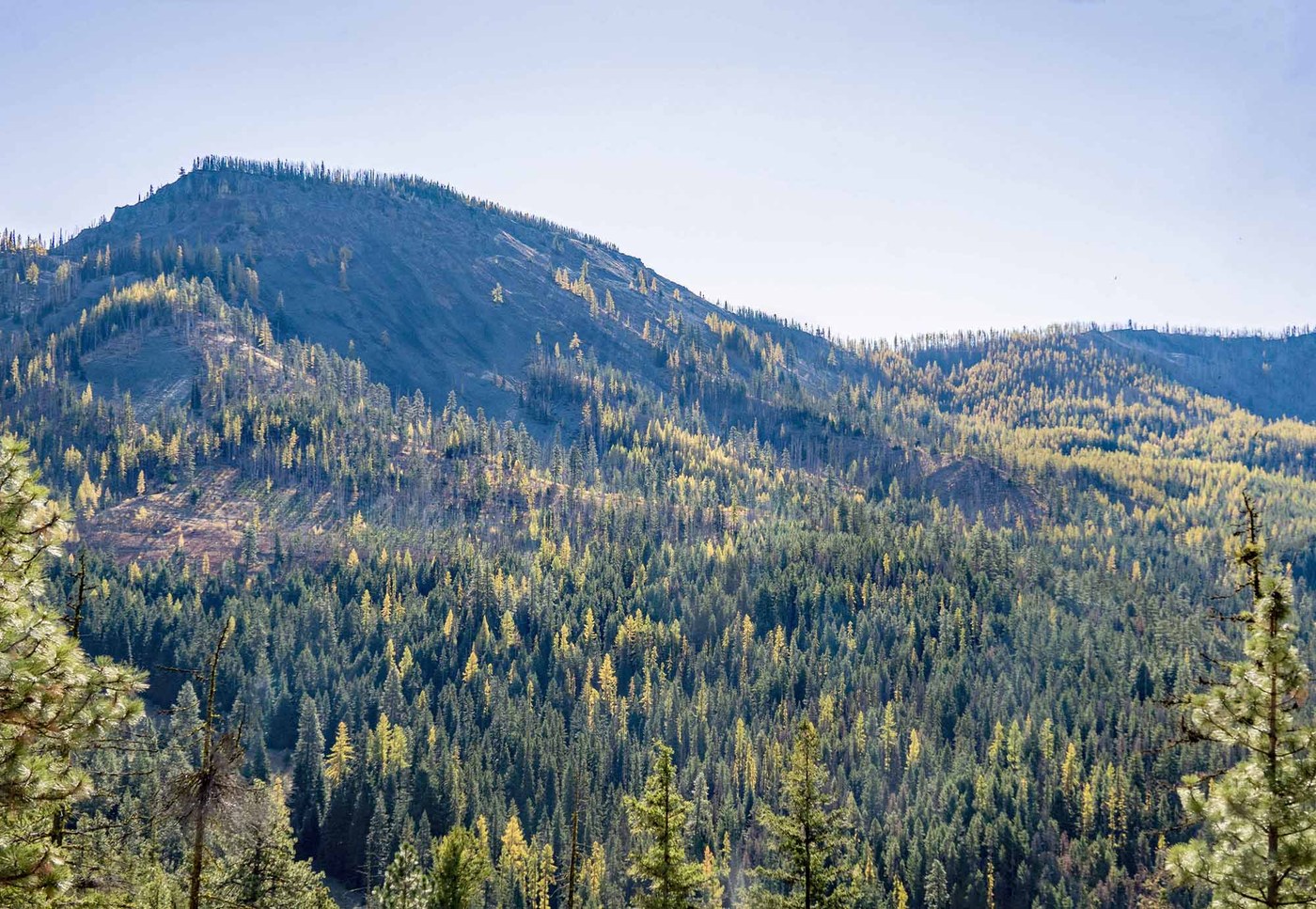 Swauk Forest Discovery Trail — Washington Trails Association