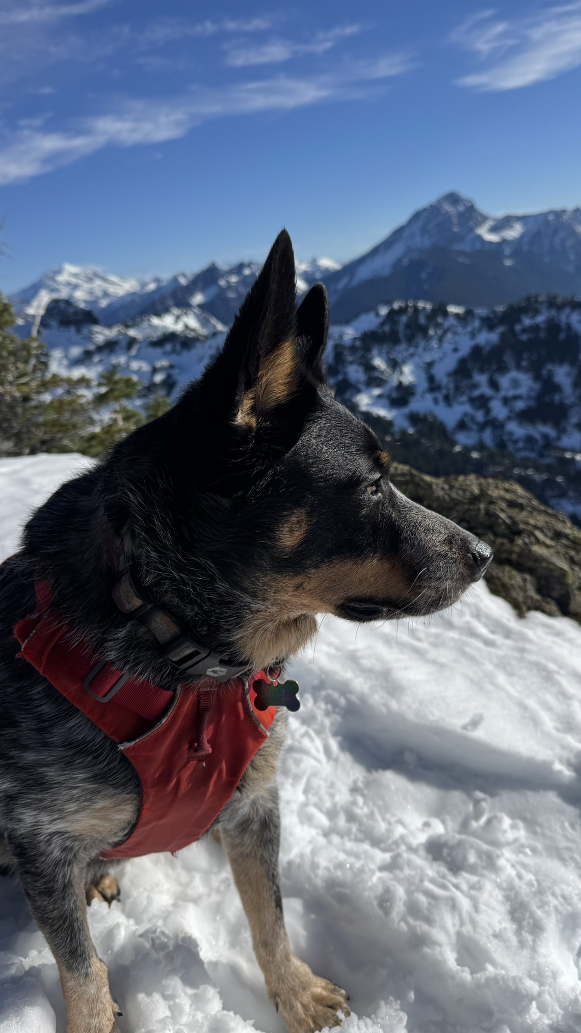 Mount Dickerman — Washington Trails Association