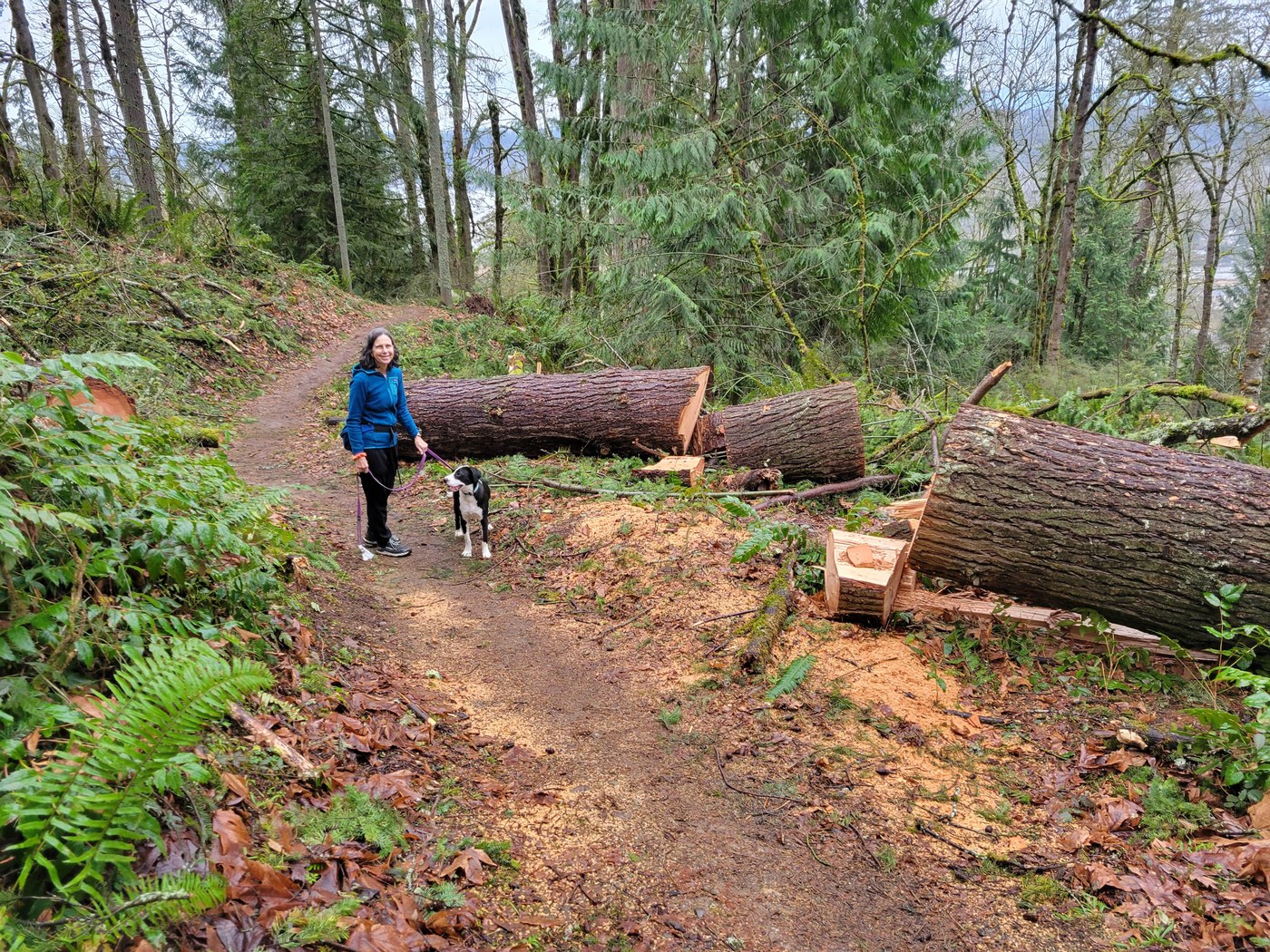 Surprise Creek, Harvey Manning Trail, Big Tree Ridge, Skid Road ...