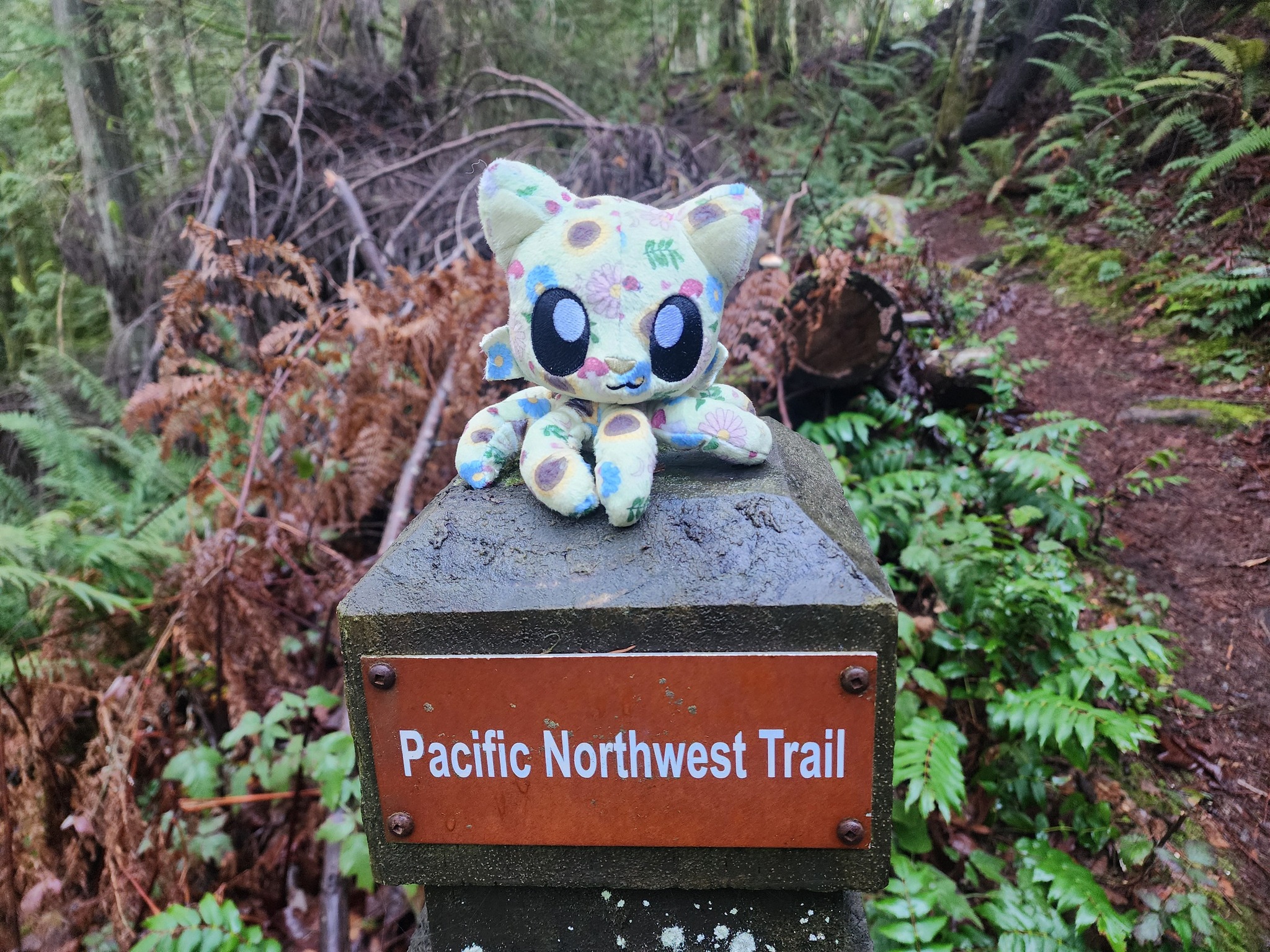 Squires Lake Park, Alger Alp (South Route) — Washington Trails Association