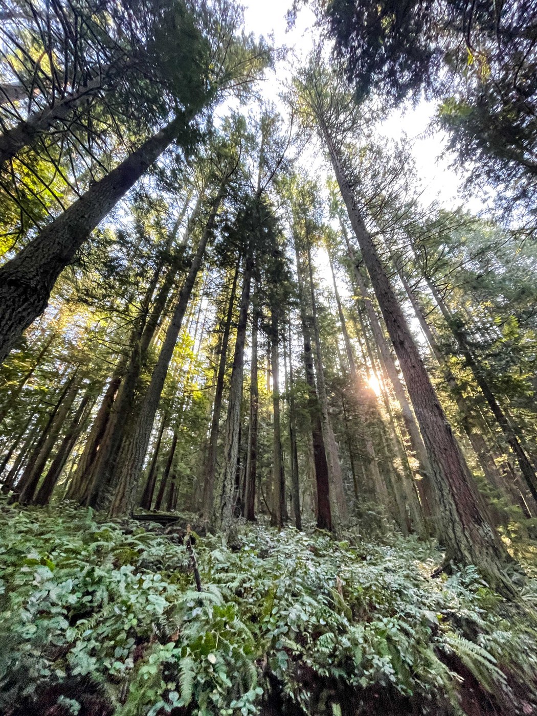 Windy Ridge, Pack Forest - Hugo Peak — Washington Trails Association