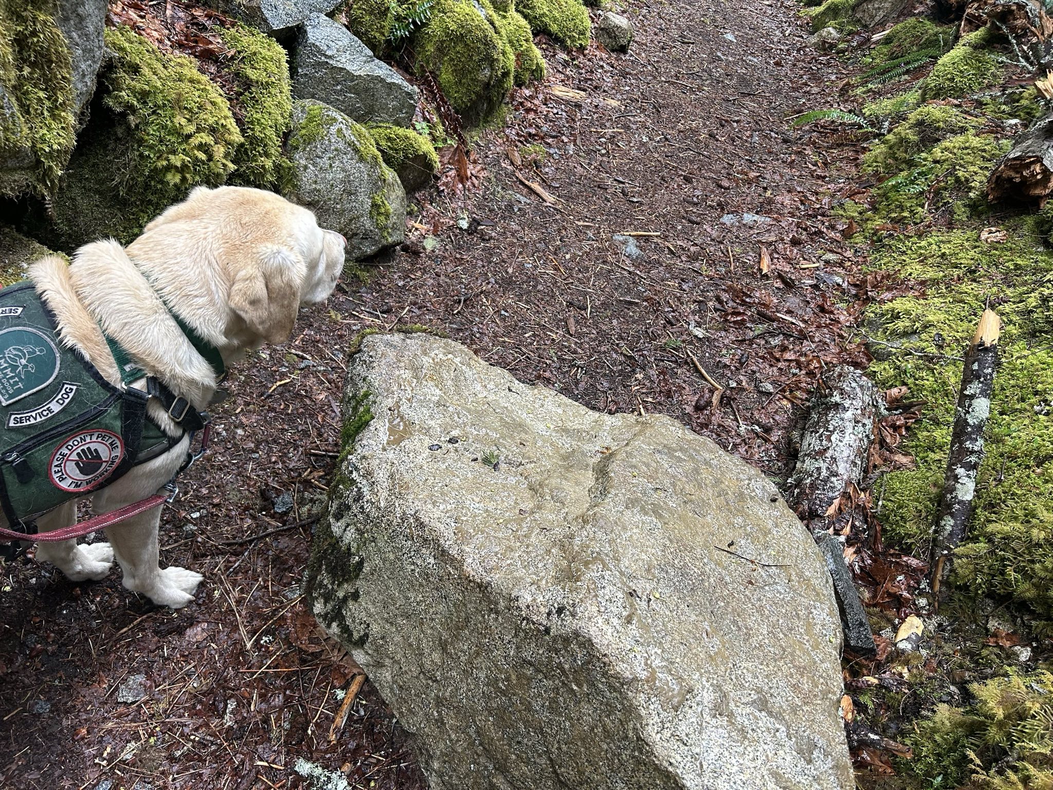Iron Goat Trail — Washington Trails Association