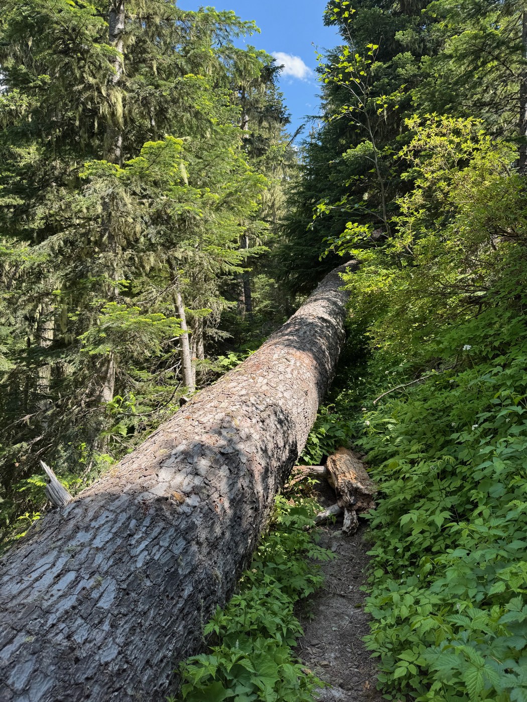 Southwest Loowit Loop, Loowit Trail — Washington Trails Association